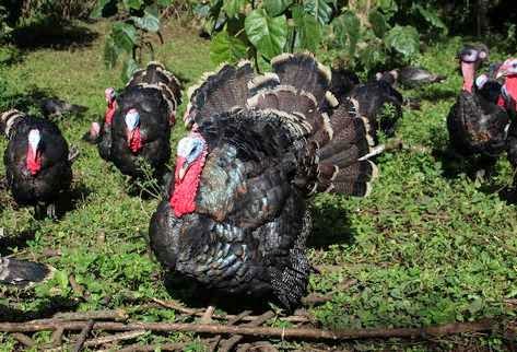 El rincón del Q´eqchi´