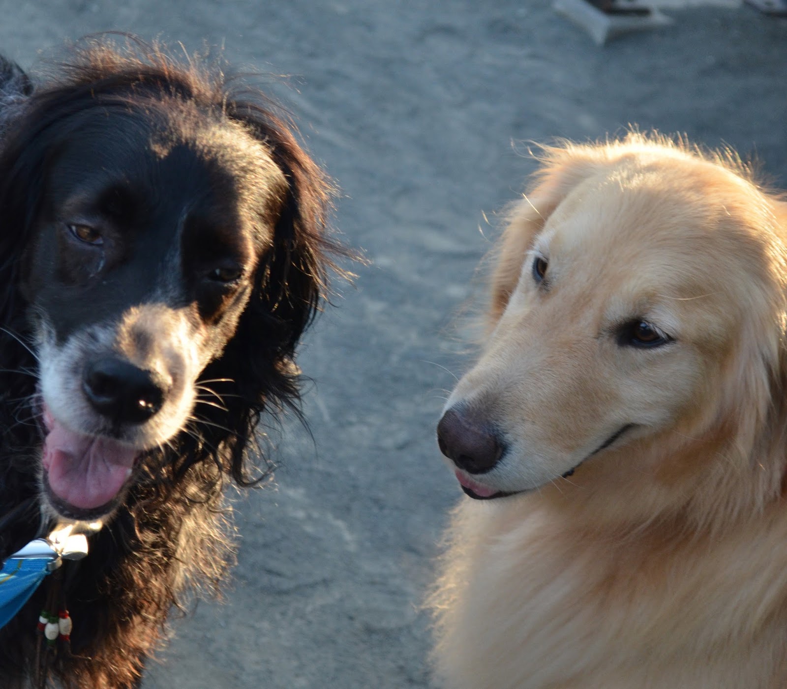 Gundog rescue Claire: Friends: English Setter and Golden Retriever