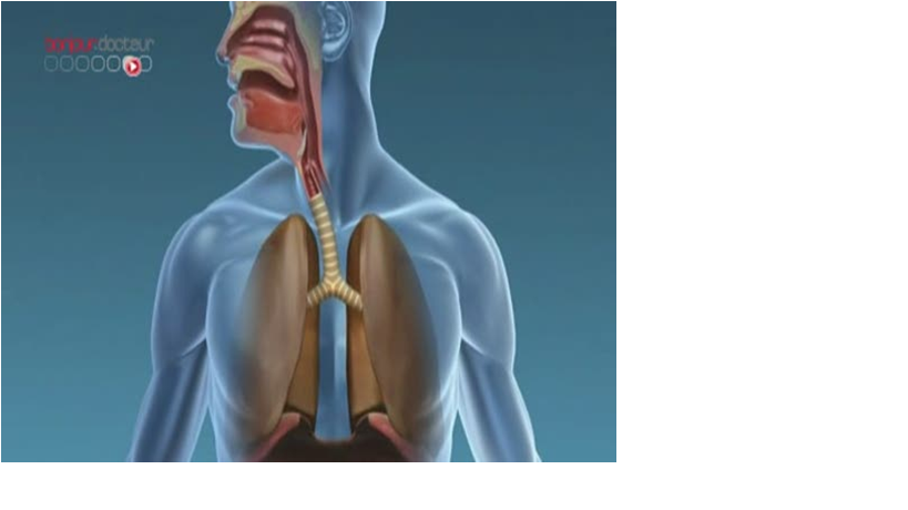 la biologie physiopathologie humaine: Révision de la respiration