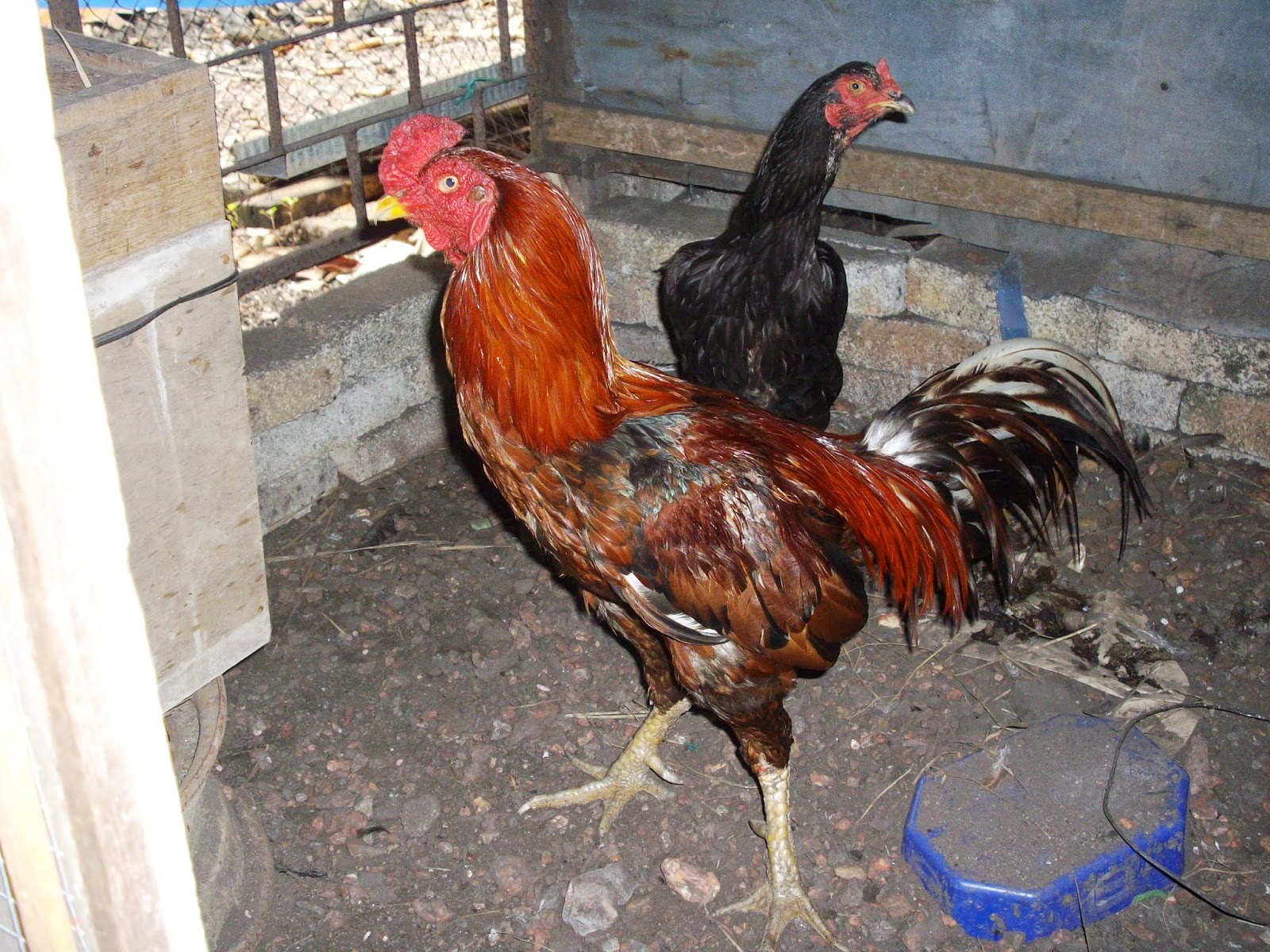 Pembiak Ayam Ratu LHK dan Malaysia Indio Gigante: Ayam sabung di Kg ...