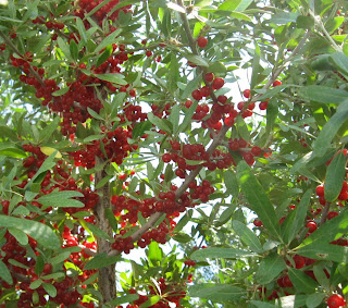 availability: Sheperdia argentea Silver Buffaloberry