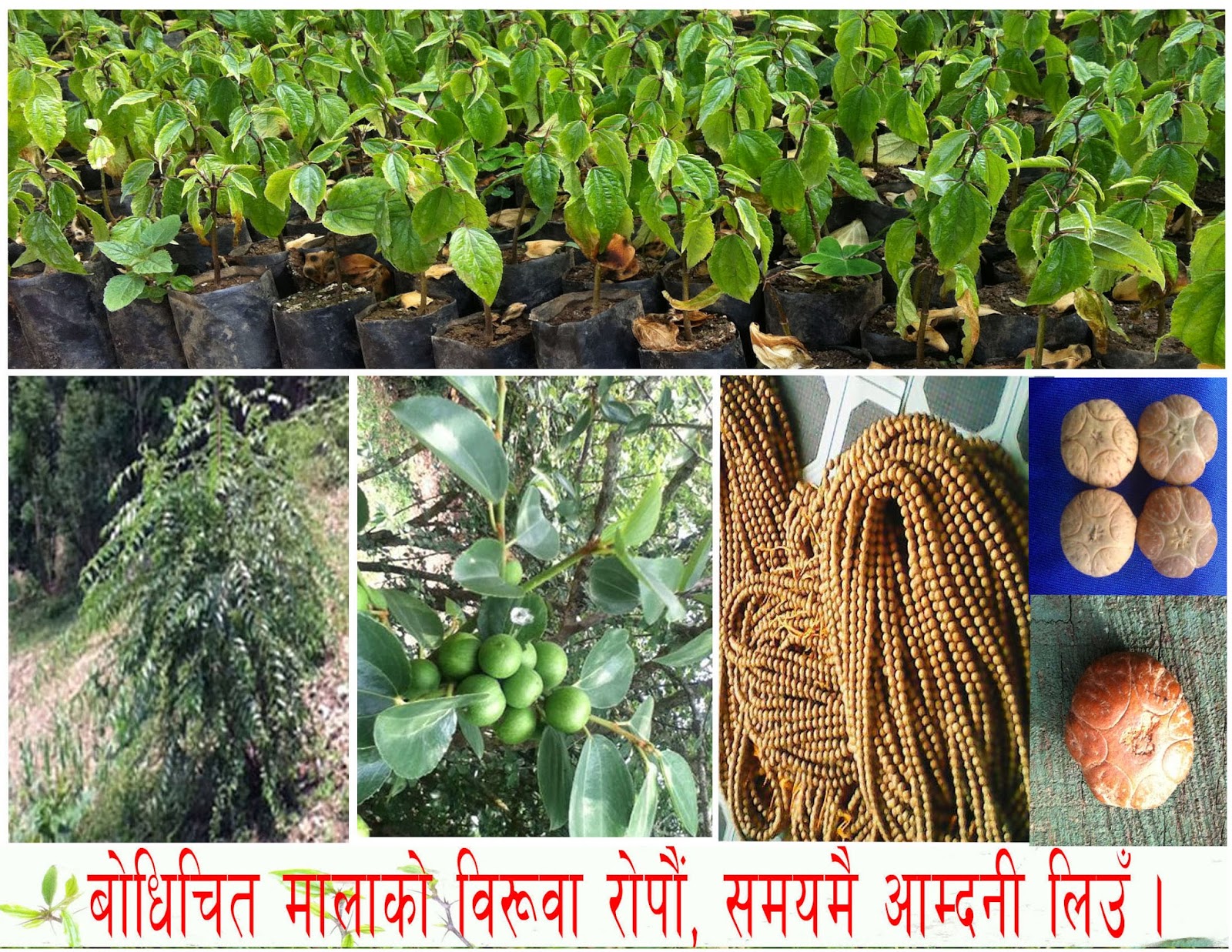 Bodhichita mala: Buddha Chitta Mala