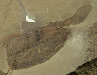 Life Before the Dinosaurs: Vetulicola.