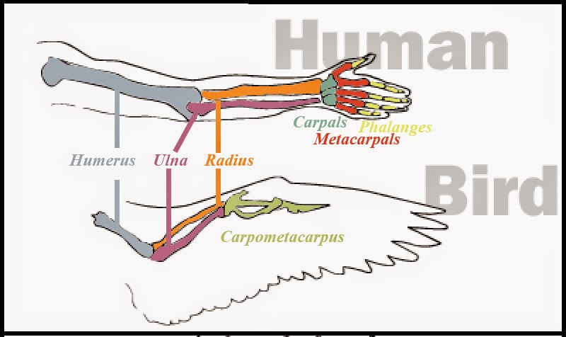 Xiang Liu: Animation Study