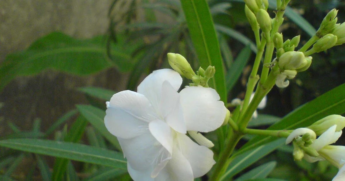 Medicinal Plants: Nerium indicum Nerium oleander Kaner Alari Ganneru ...