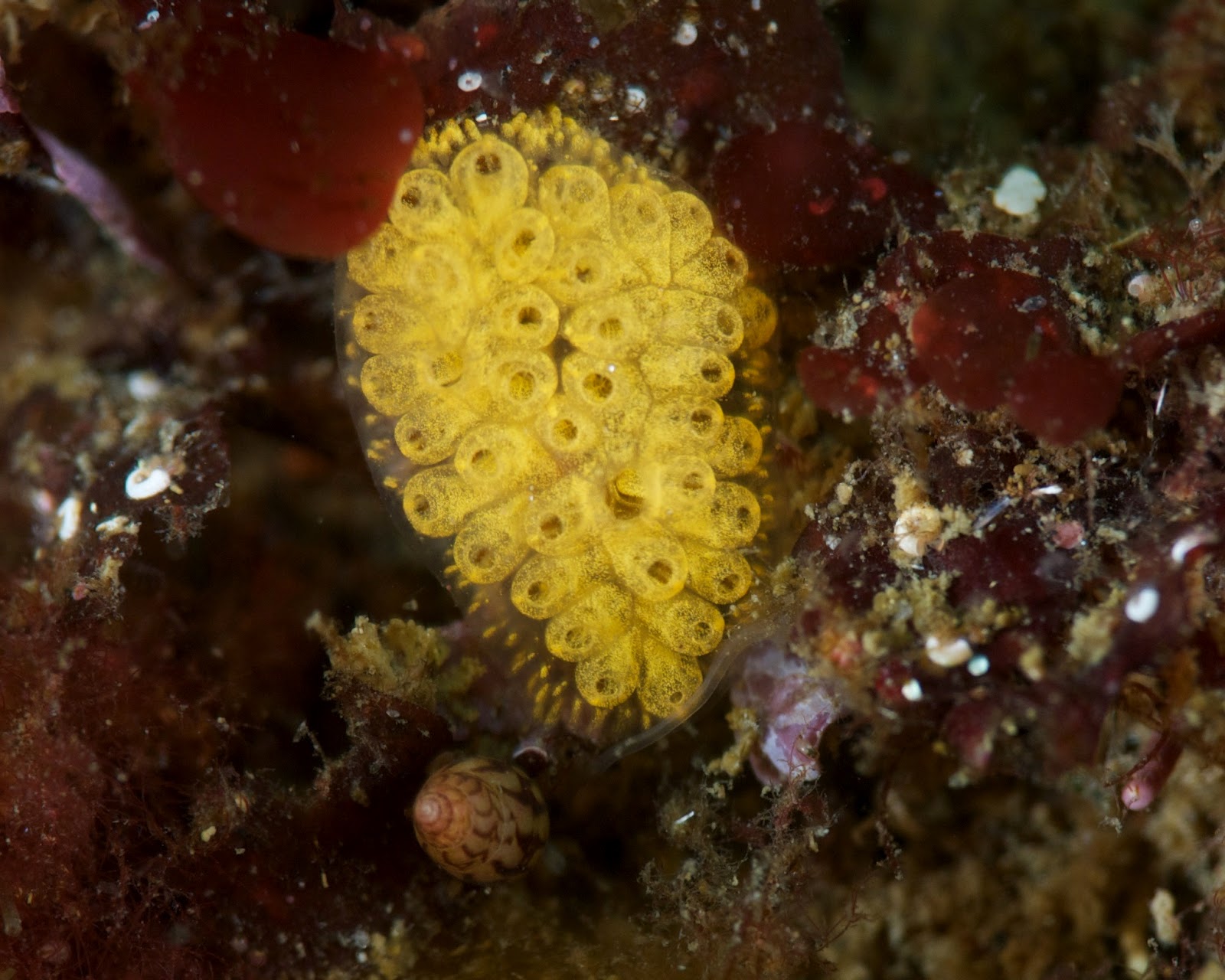 under pressure world: Periwinkle Snail eating eggs- Harpswell, ME