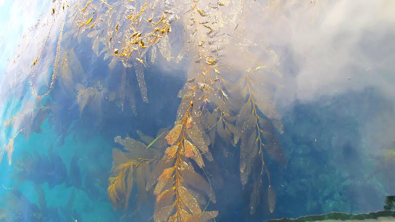 Coconut Radio: The Channel Islands: California's Ocean Sanctuary