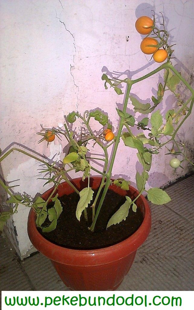 Cara mudah menanam tomat cherry - Pekebun Dodol