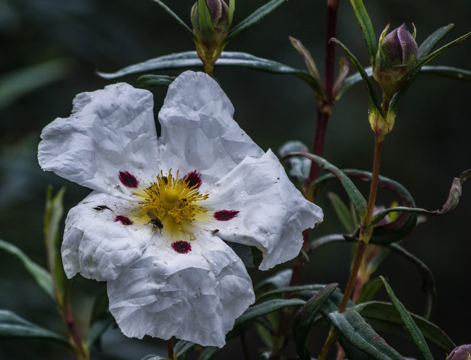 FOTOGRAFIA Y FILATELIA II: LA FLOR DE LA JARA DESPUES DE UNA TORMENTA