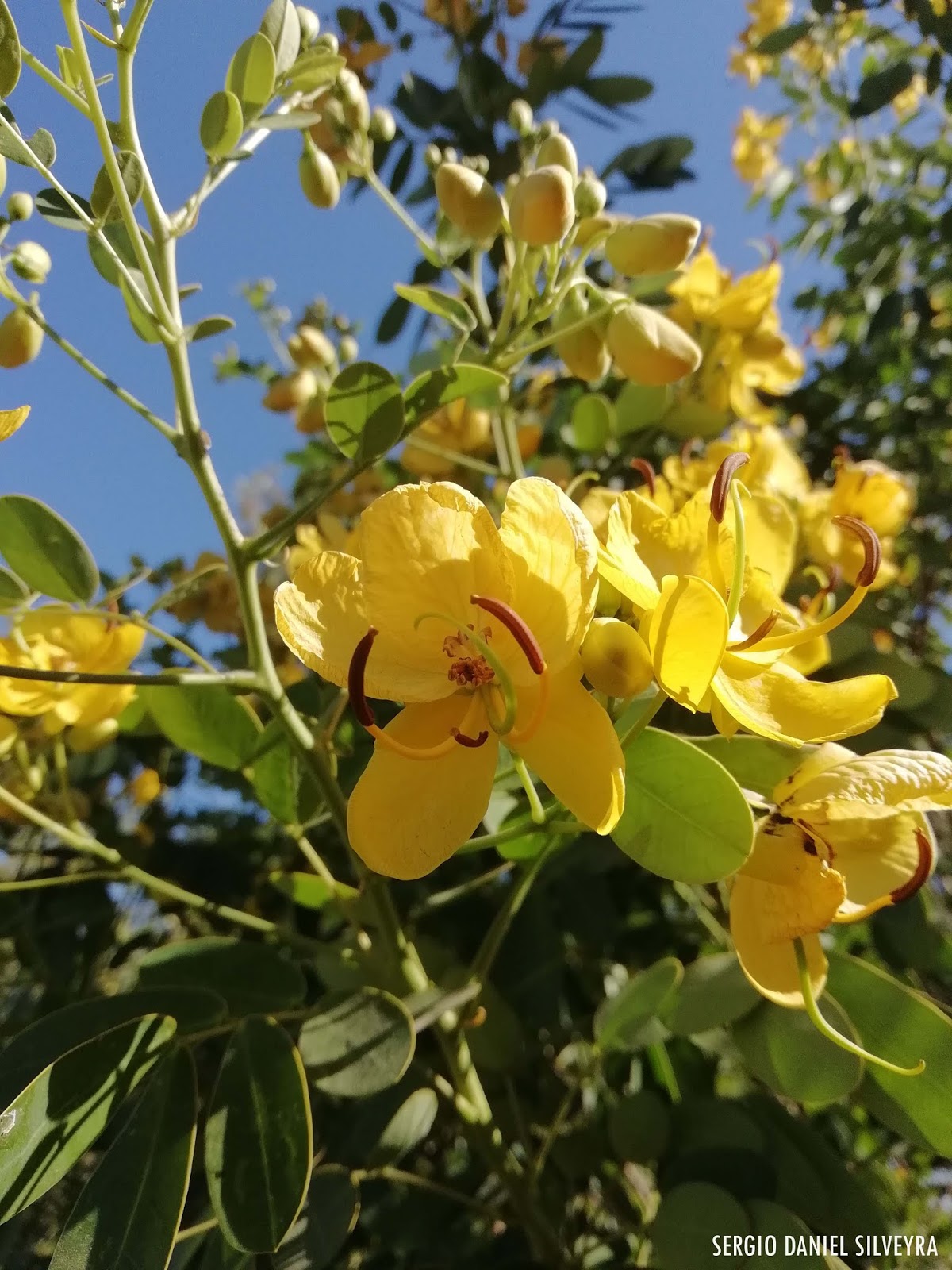 Flora Nativa de Entre Rios