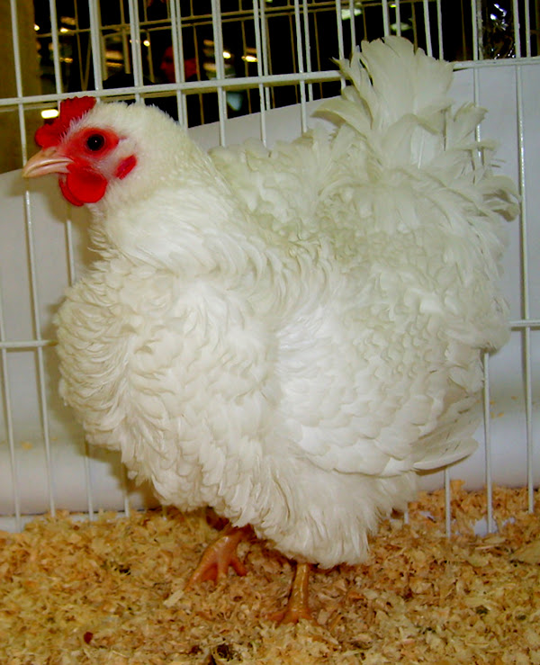 plymouth rock chicken recognized variety black frizzle