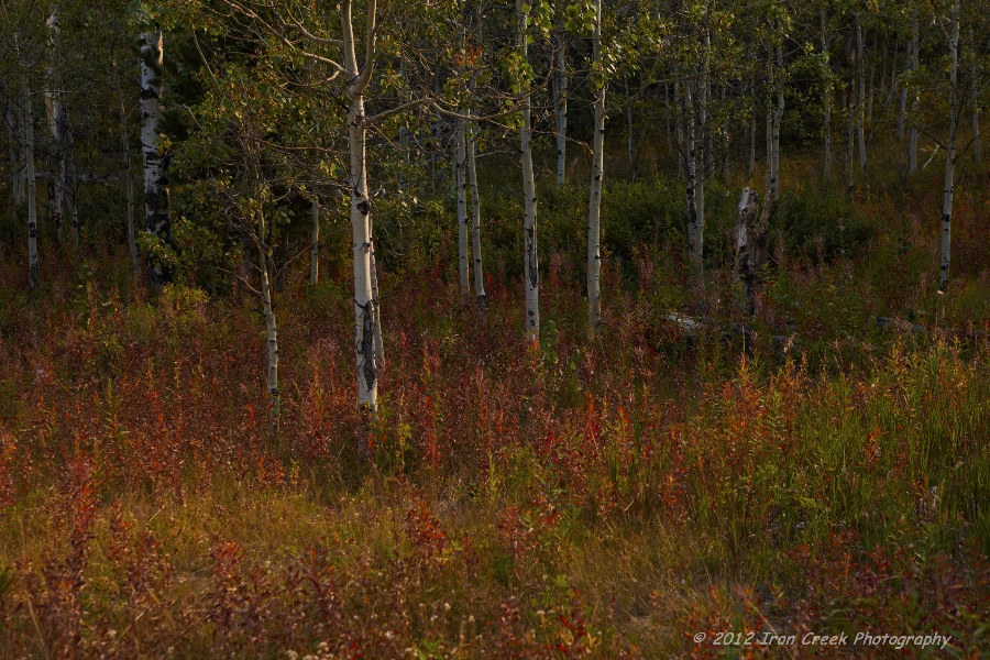 Iron Creek Photography®: Jackson Hole WY Fall Colors