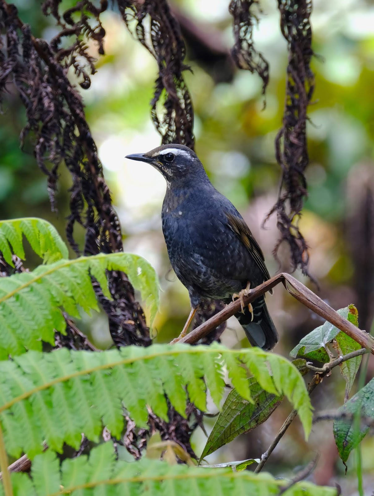 Mike is the name Birding is the game ( Birding in Malaysia - Malaysian ...