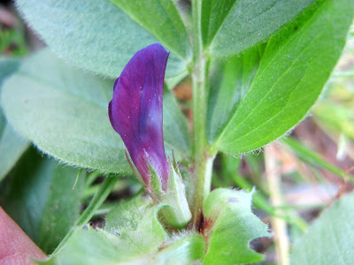 FLORA NEL SALENTO e.. anche altrove: Vicia narbonensis L. - Fabaceae ...
