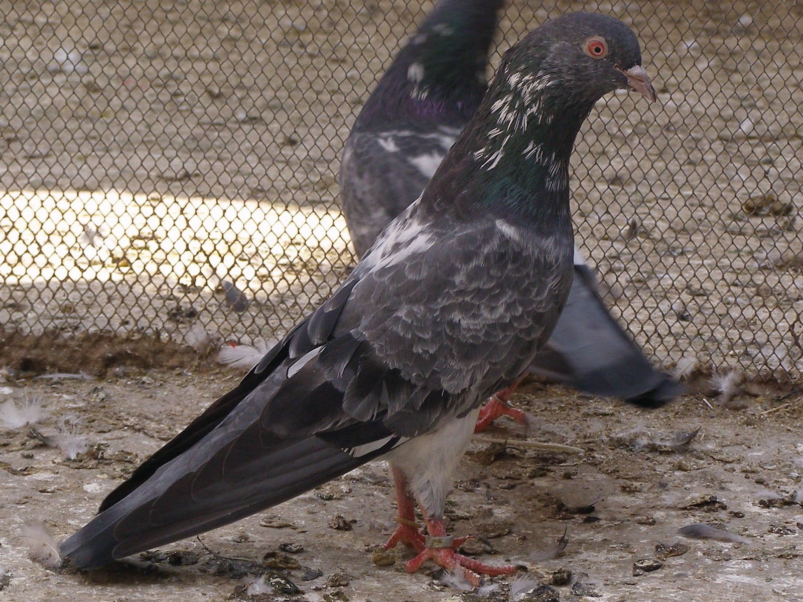 Pakistani Tipplers (Kabootar Baaz) | UK & USA Pigeons | Fancy Pigeons ...
