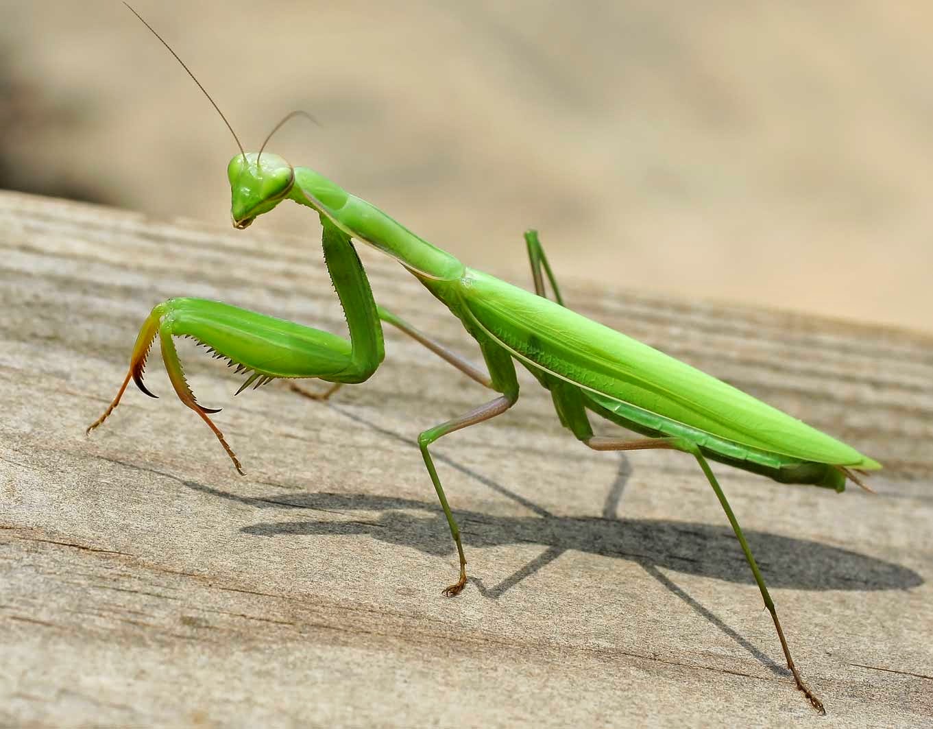 detodosek: Curiosidades sobre: Amantis religiosa