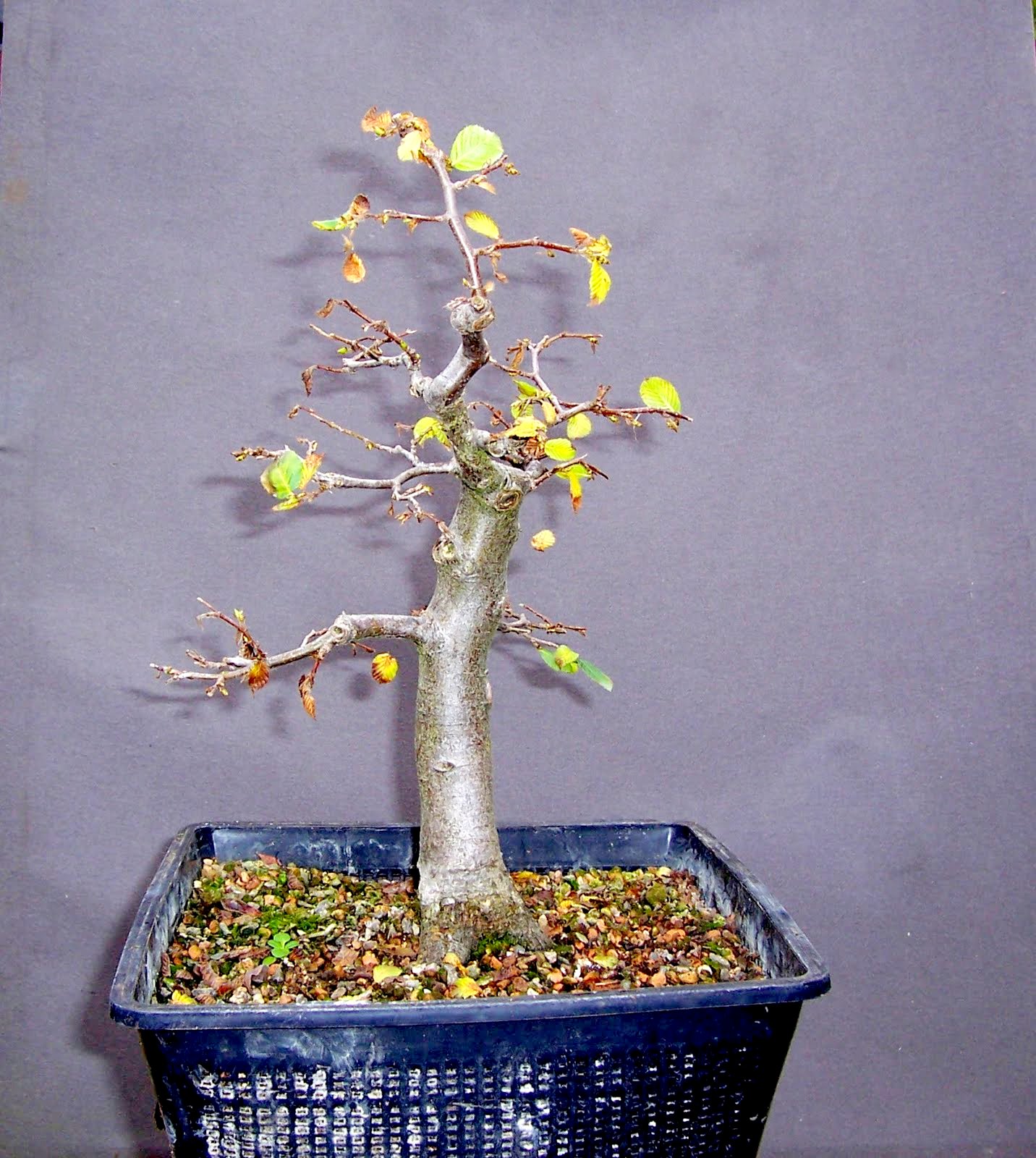 MiKo Bonsai: November 2011