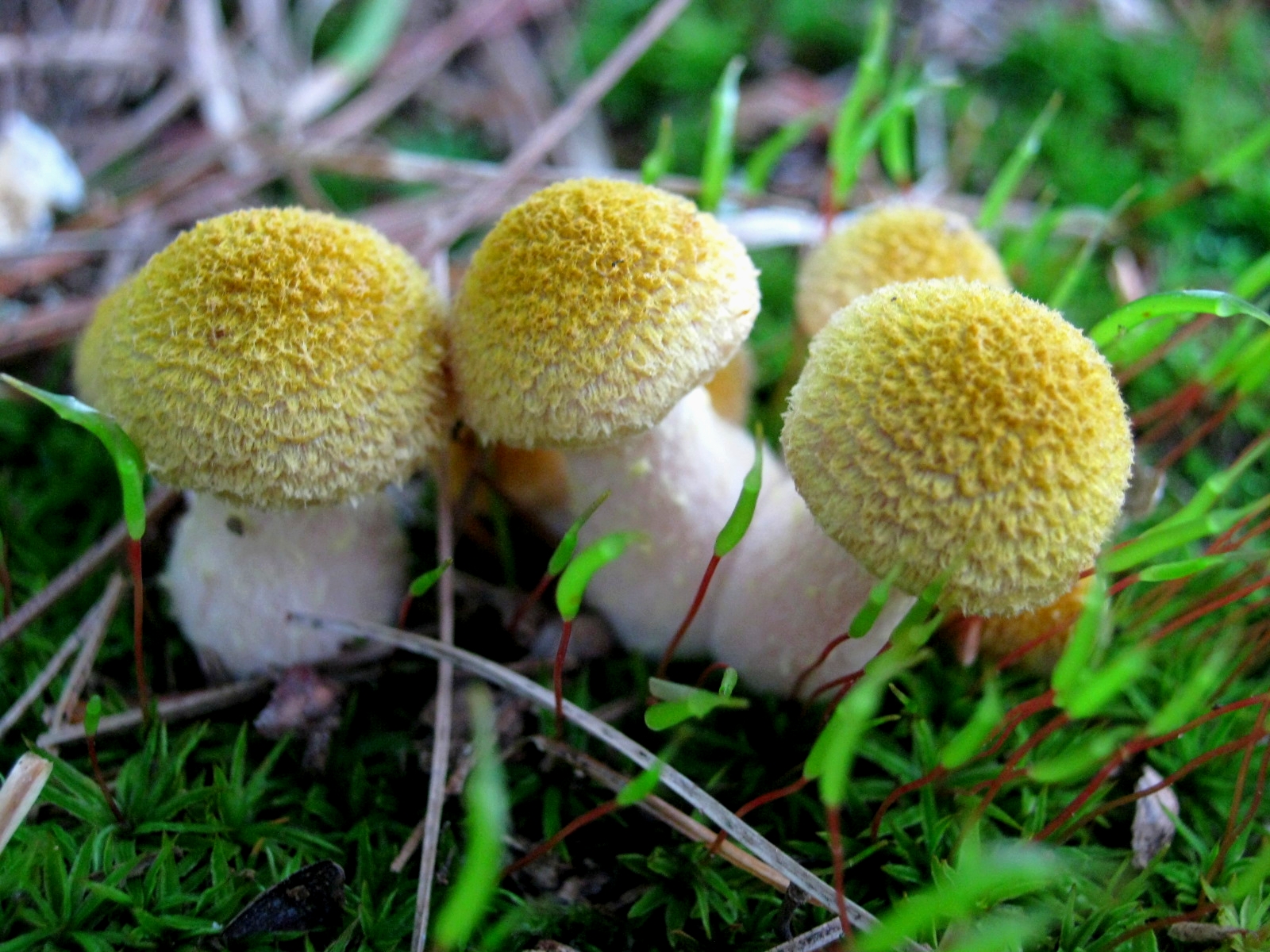 Group for the Preservation of Fyfeshire Ponds: Photo Contest Winners ...