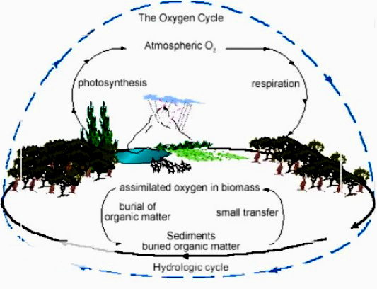 Green Gardening Matters: Transpiration: Forests' most important service