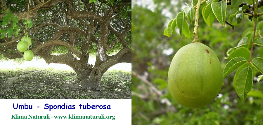 Umbu | Spondias tuberosa