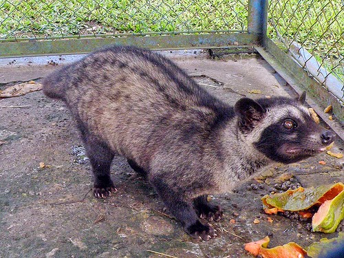 Common Indian Palm-Cat (Paradoxurus Hermaphroditus Hermaphroditus)