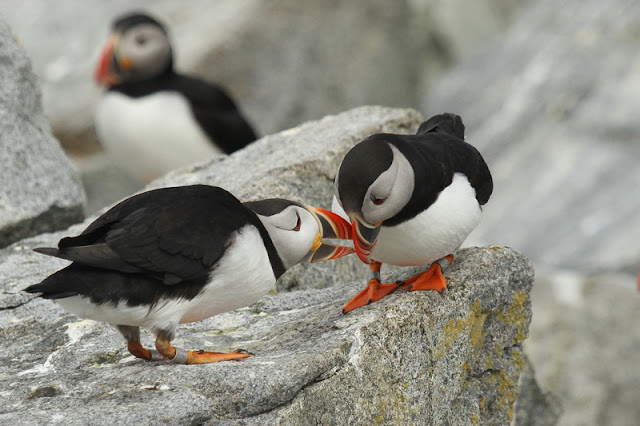 Tails of Birding: Alcid Courtship