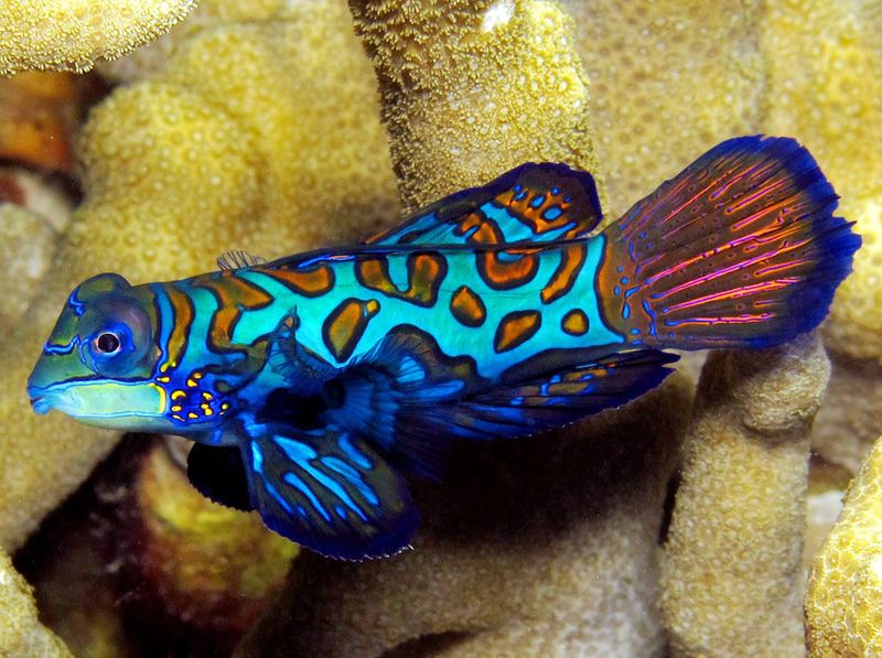 Beautiful World : Mandarin Fish (19 Pics)