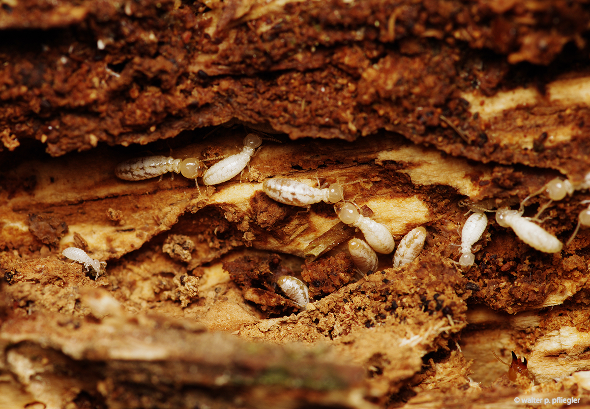 Nature photos from an Amateur Naturalist: Maddalena Archipelago ...