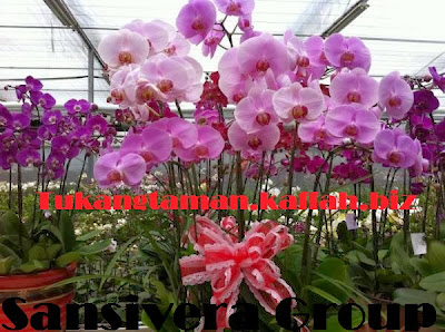 Bunga anggrek, anggrek merah, anggrek putih, anggrek bulan | Tukang Taman