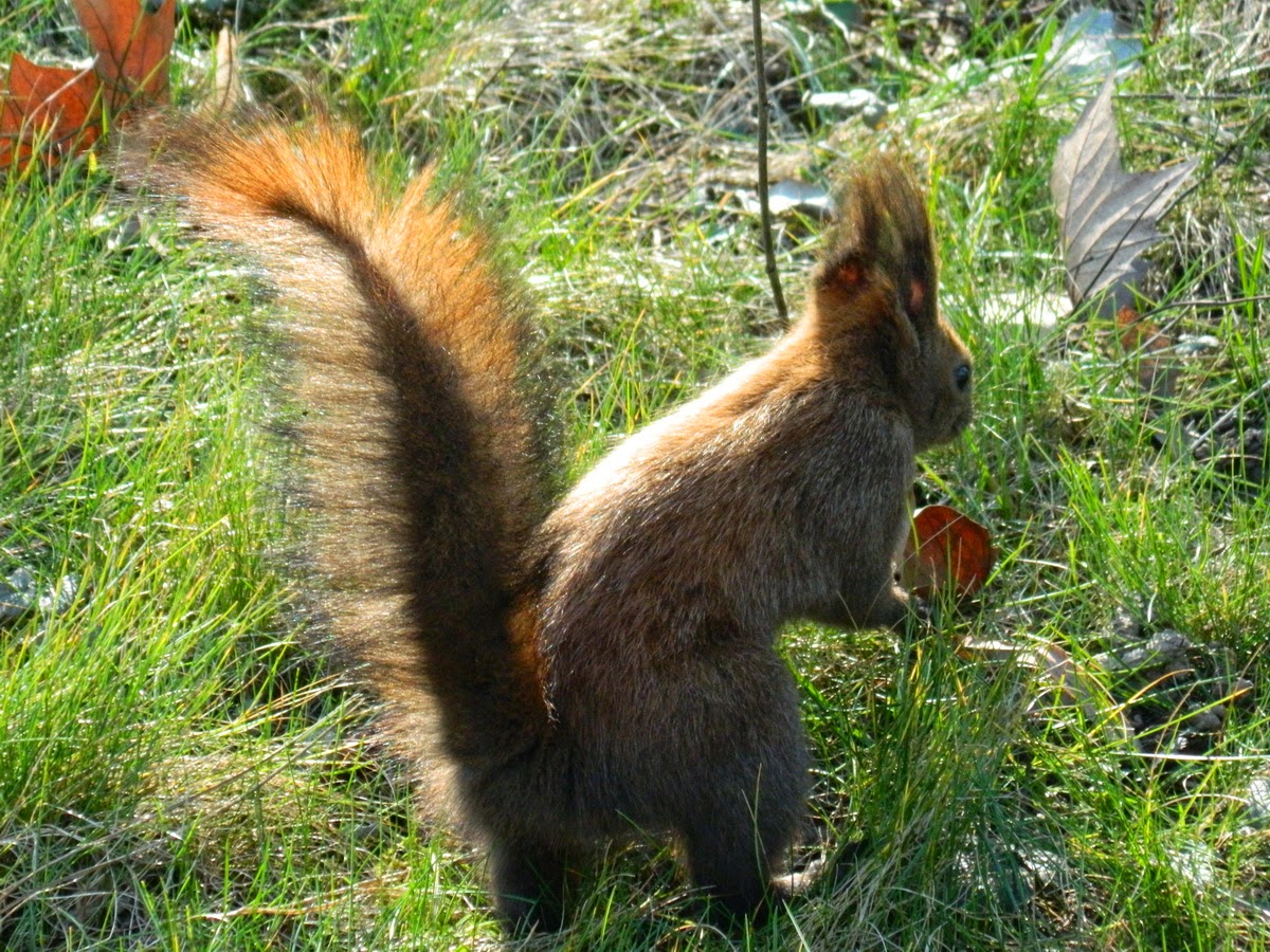 LA MULTI ANI, ROMANIA!: Veverite