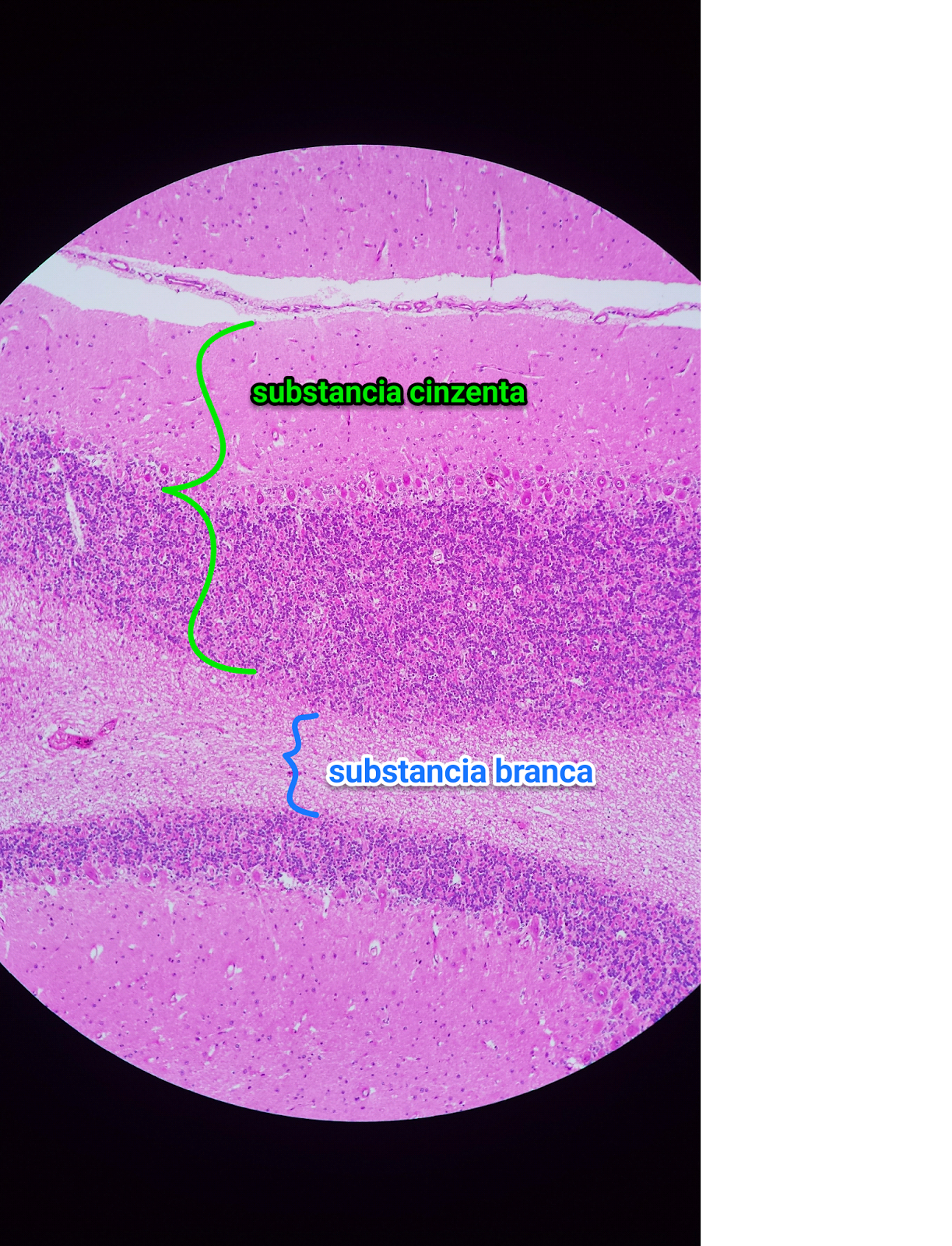 HISTOLOGIA90: HISTOLOGIA DO SISTEMA NERVOSO