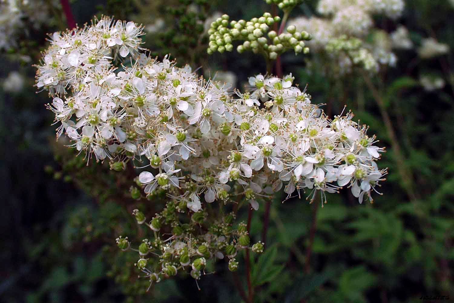 Las flores silvestres de Hormaza: Filipendula ulmaria