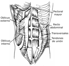 Moviendot: "Core" para coredores I (abdominales)