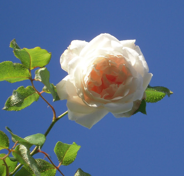 Rosen Eventyret: Gloire de Dijon & Mme. Alfred Carriére