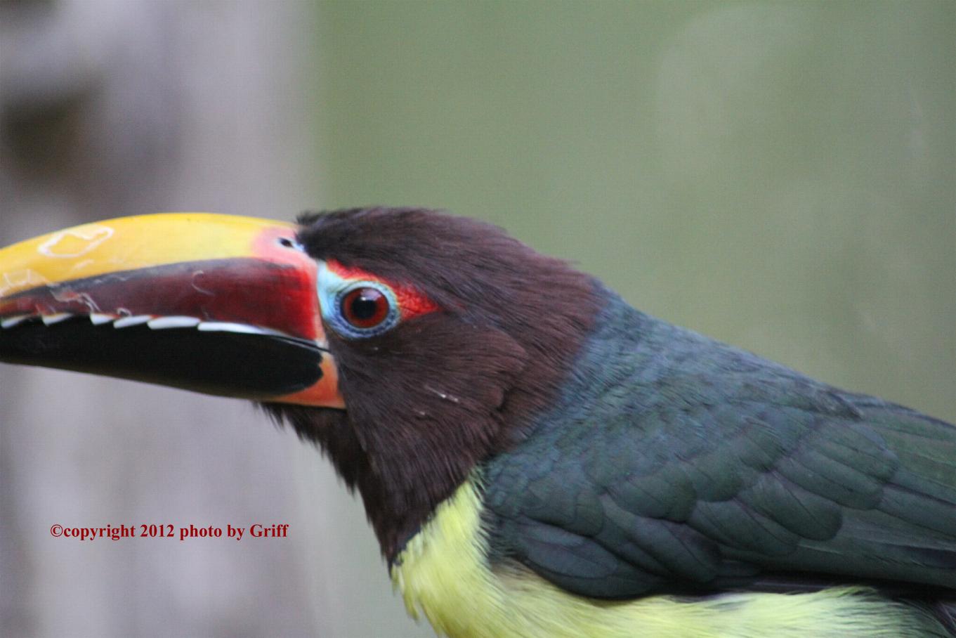 Griff's Bird Photos: Toucan (Green Aracari)
