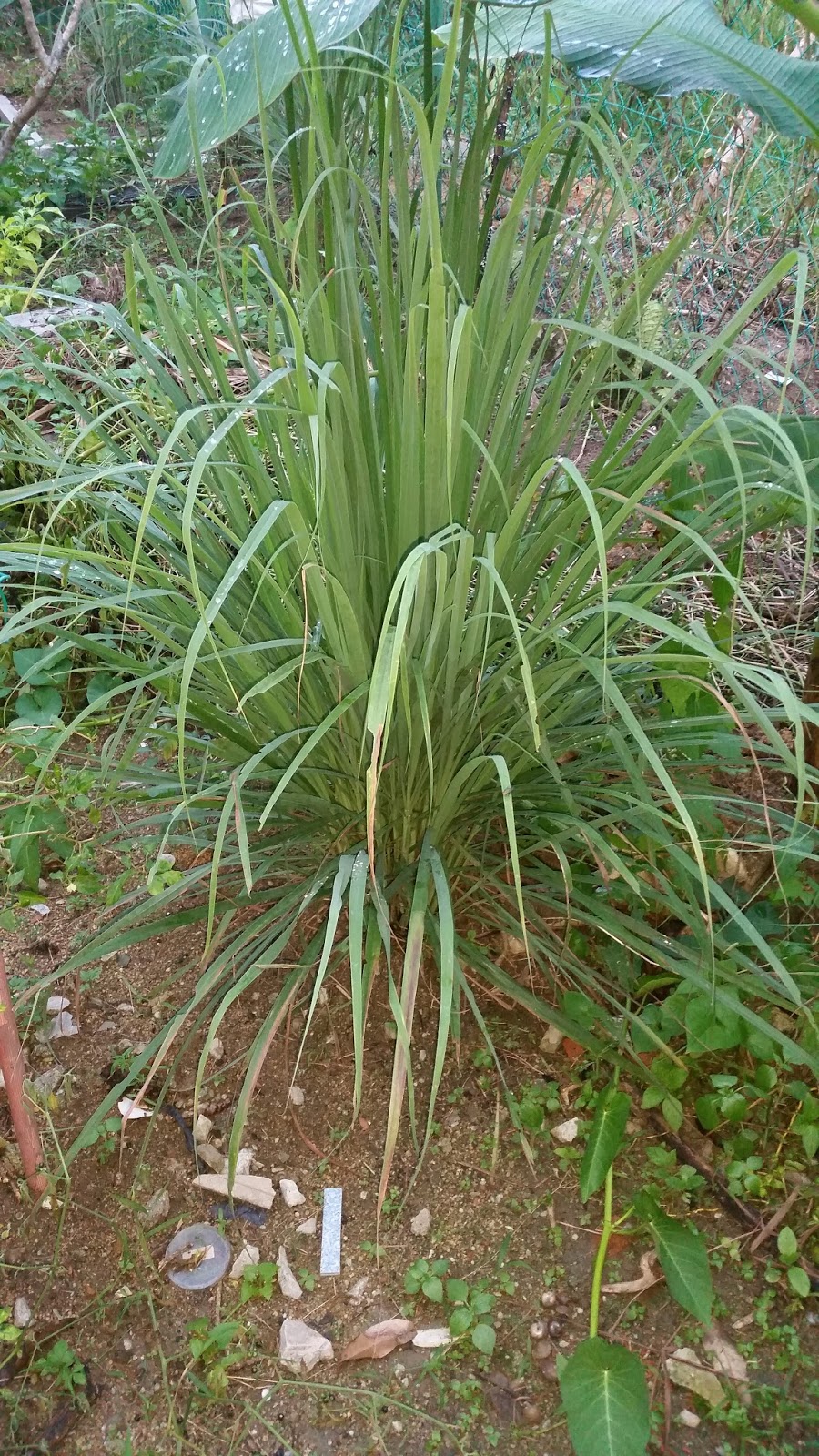 Warisan Petani: Pokok Serai.