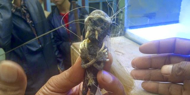 5 Fakta Perbedaan Jenglot Dengan Manusia - Pengetahuan Cepat