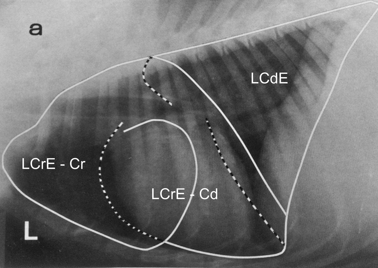 Radiodiagnóstico Veterinário: Lobos pulmonares