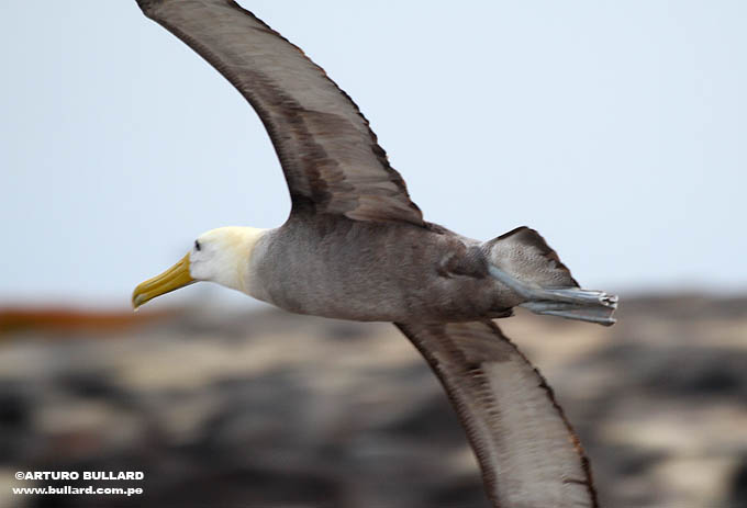 El Albatros de las Galápagos, Viajero del Pacífico : Viajes, Fotografía ...
