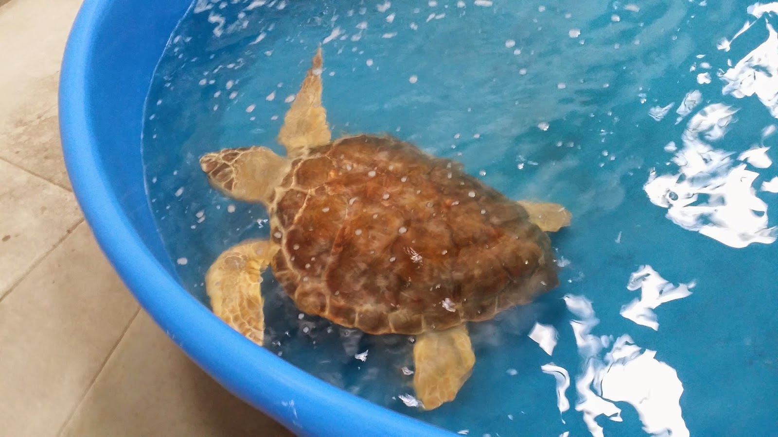 Kayak for Safe Passage Kids: Paddle Day 78: Relaxed paddle with new ...