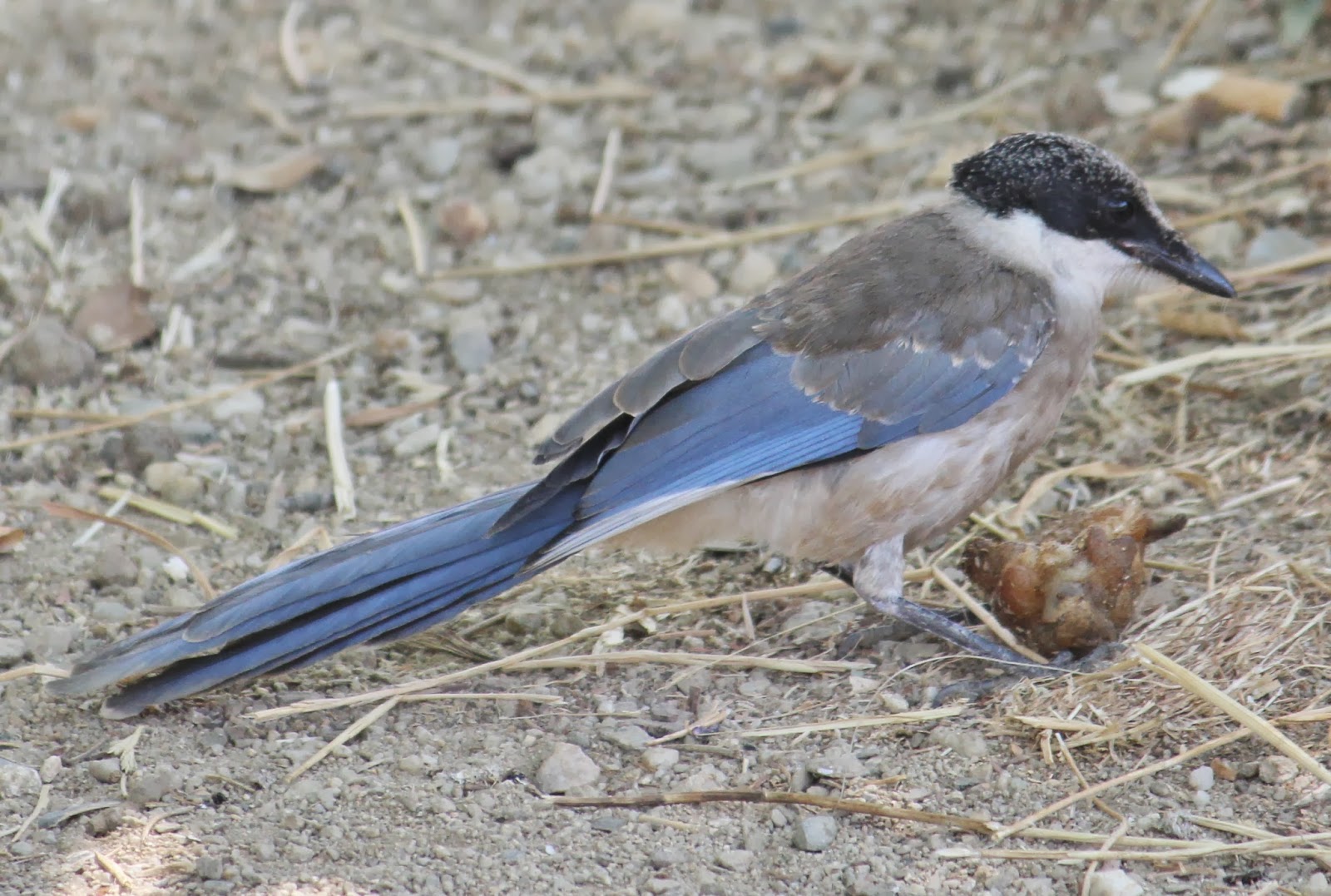 FAUNARIUM: Rabúo o mohíno