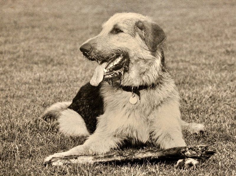Beautiful Life of a German Dog in the 1970s Through Lovely Photos ...