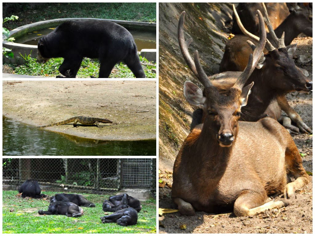 Penang Chronicles: Taiping Zoo visit