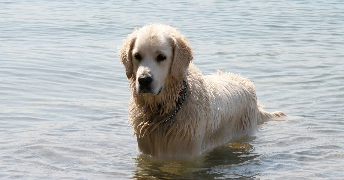 Mis mascotas: Cooper