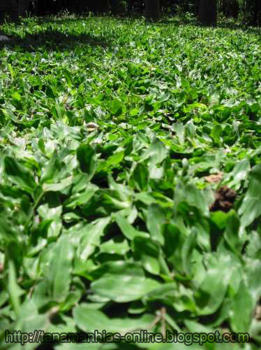 Rumput Gajah Mini ~ Roempoen Bamboe Nursery I Tanaman Hias Indonesia