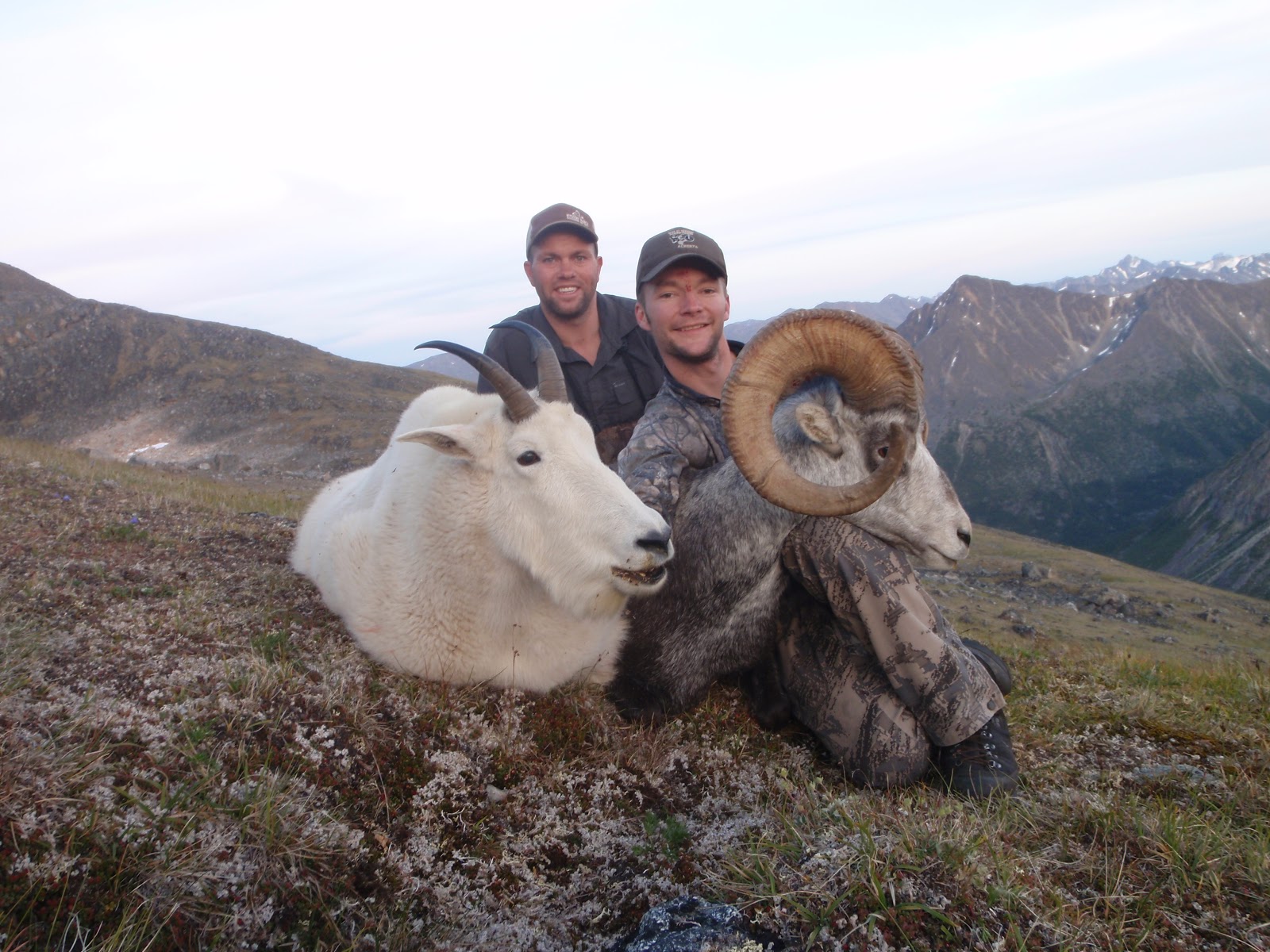 Kristy Titus: BC Stone Sheep & Mountain Goats