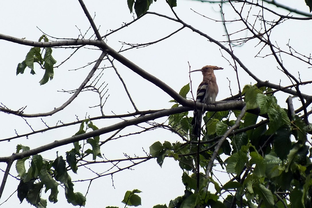 Jurnal unui desculț : pupaza porumbei rata leseasca padurea vedea raul ...