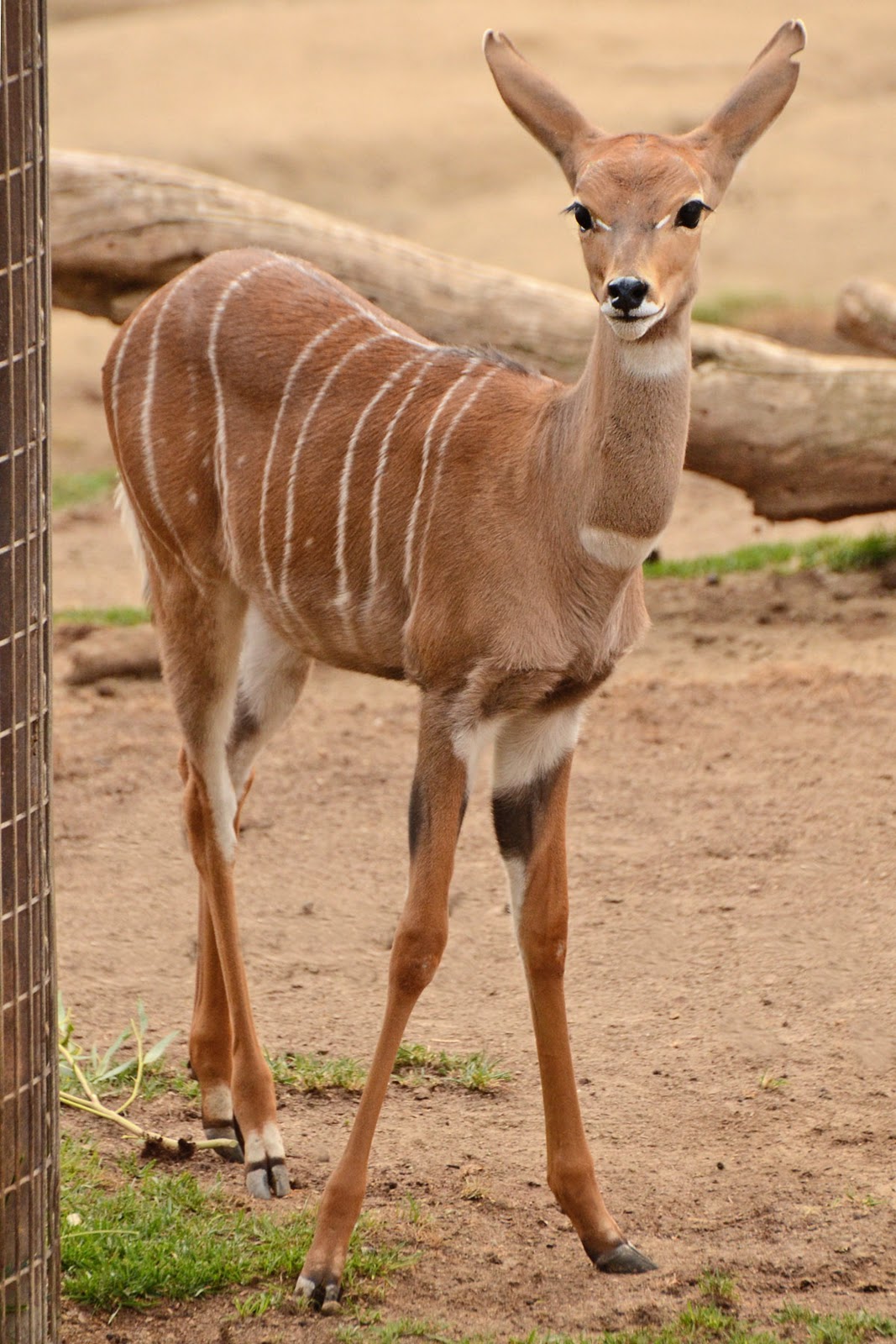 Snippets from Springdale: The Zoo Story