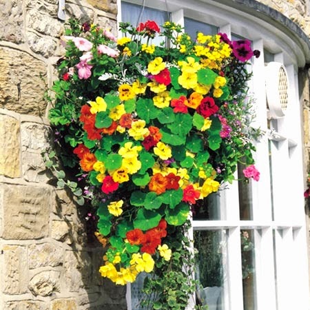 Seminte si plante de gradina hobby: aprilie 2013