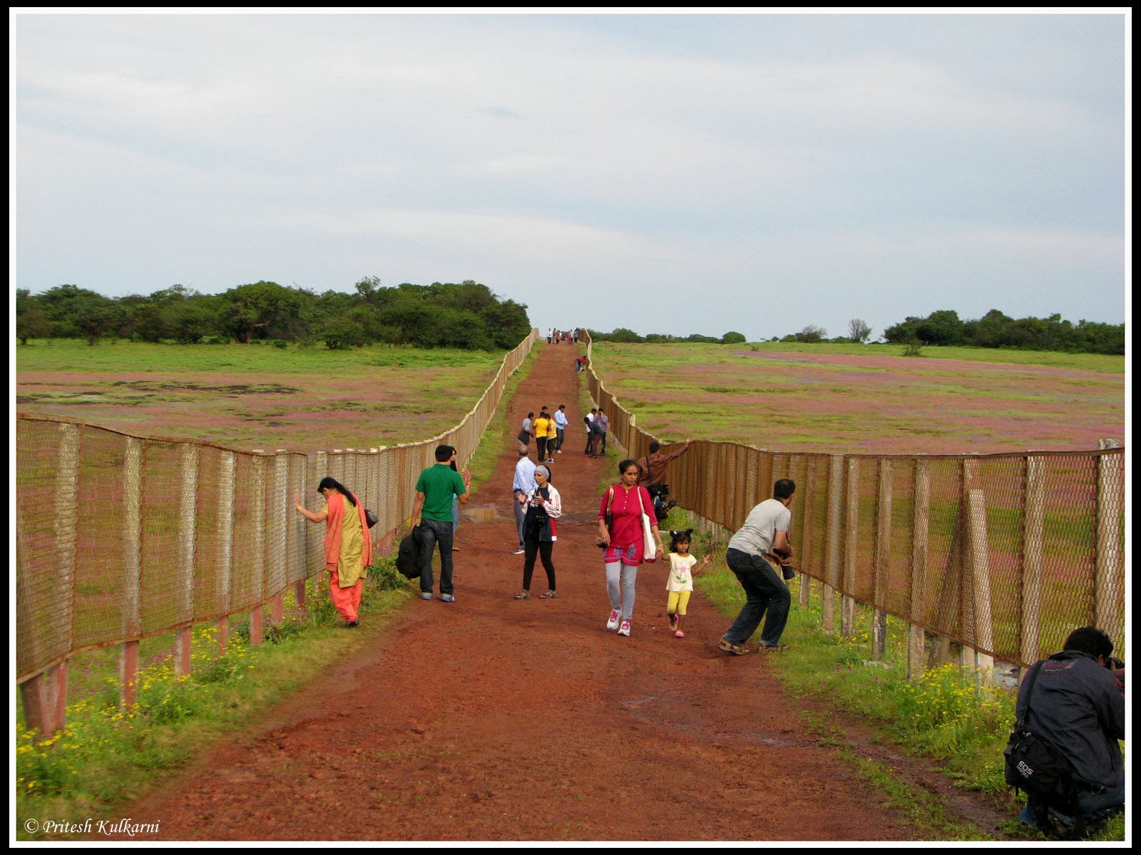 Travel blogs: Maharashtra’s valley of flowers: Kaas plateau
